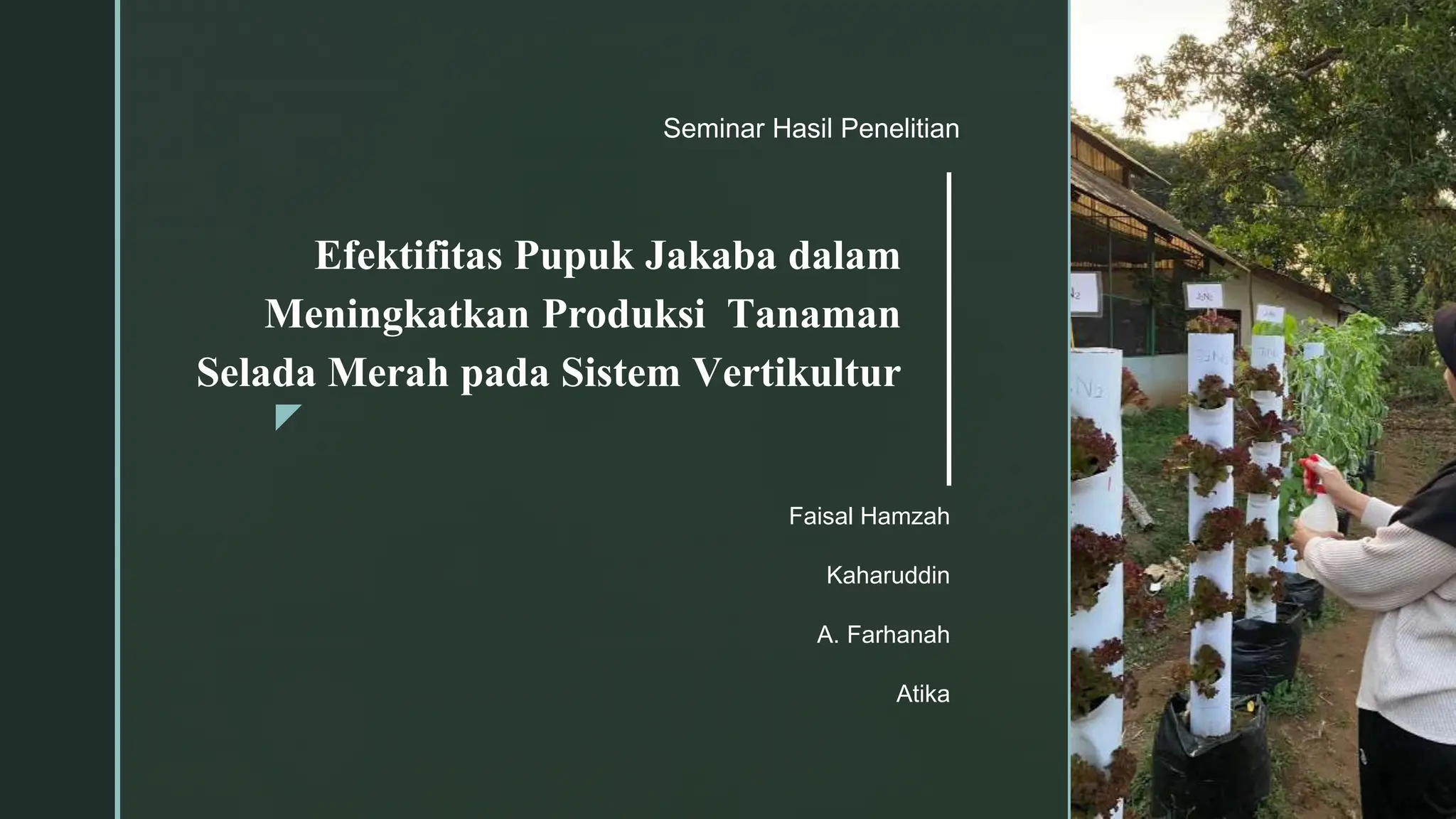 penelitian_jakaba_selada_merah2023nov.pptx