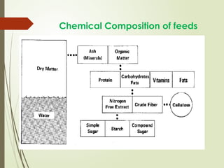 Animal Nutrition Notes ASAS 2104(2).pptx