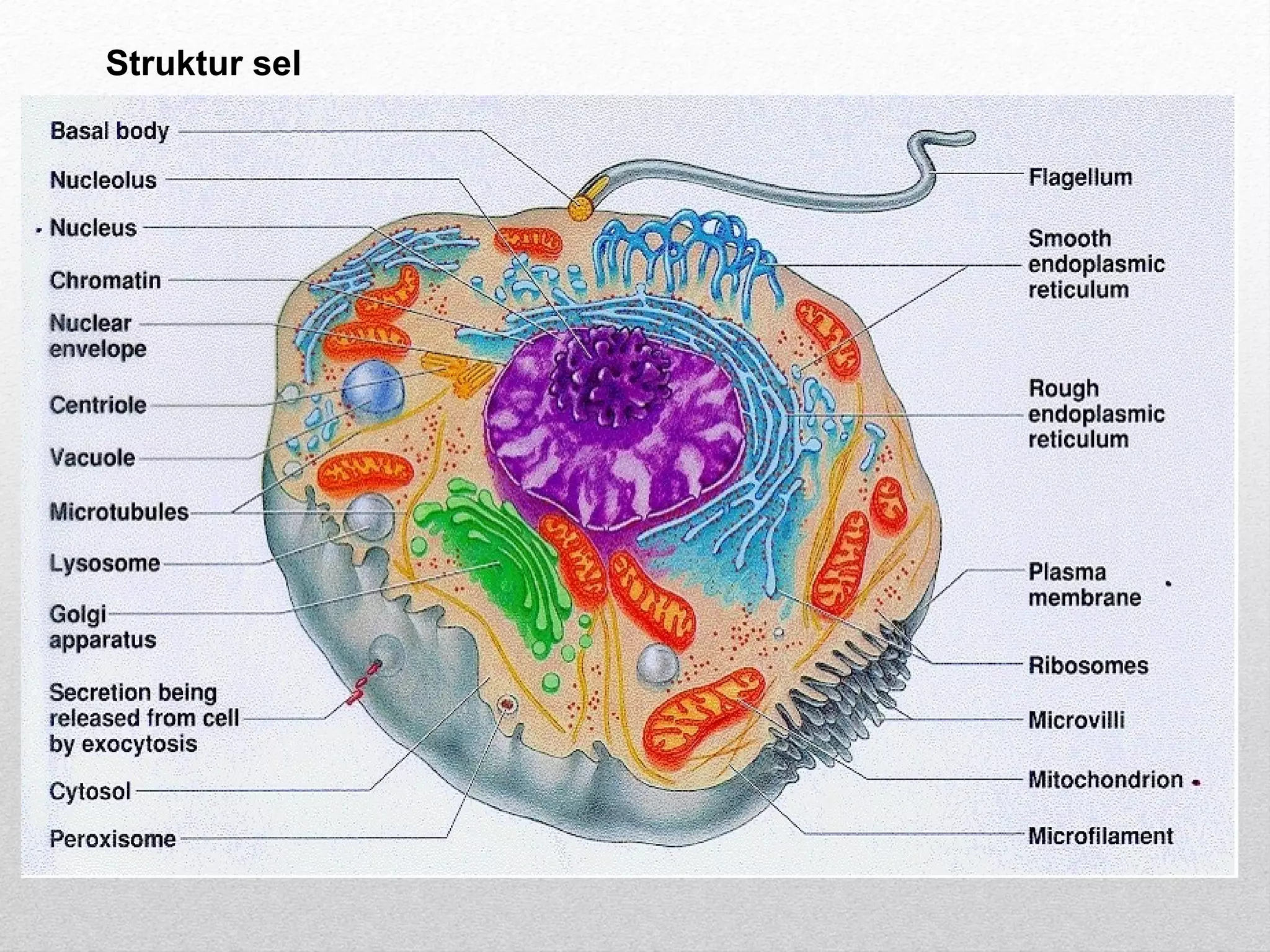 ASAS ANATOMI & FISIOLOGI - Peringkat Sel | PPT