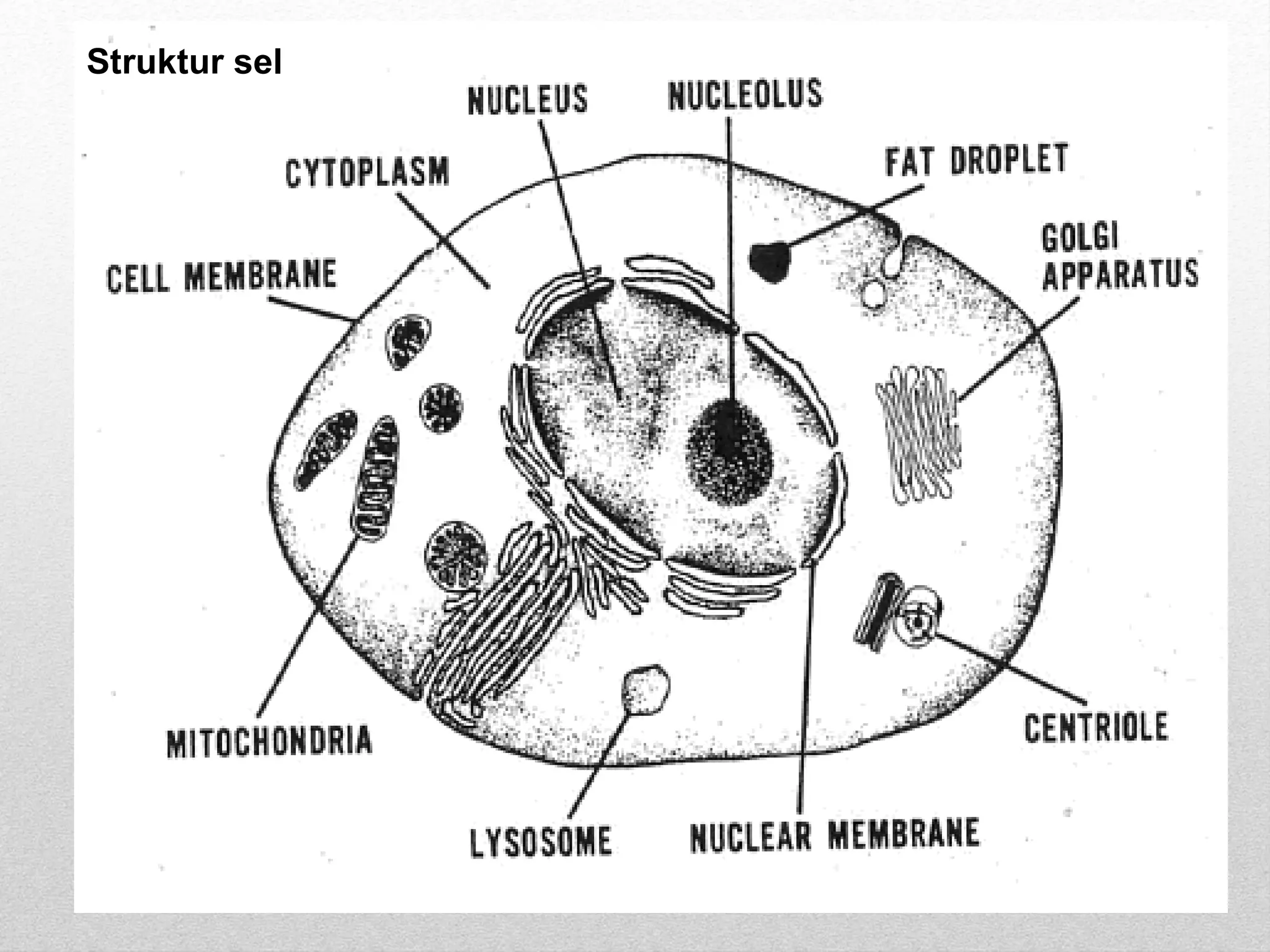 ASAS ANATOMI & FISIOLOGI - Peringkat Sel | PPT