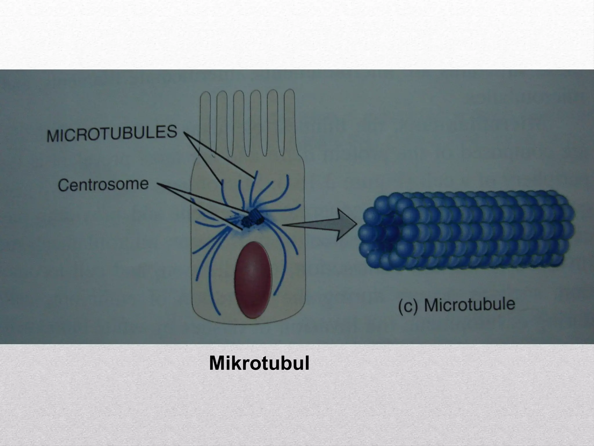 ASAS ANATOMI & FISIOLOGI - Peringkat Sel | PPT