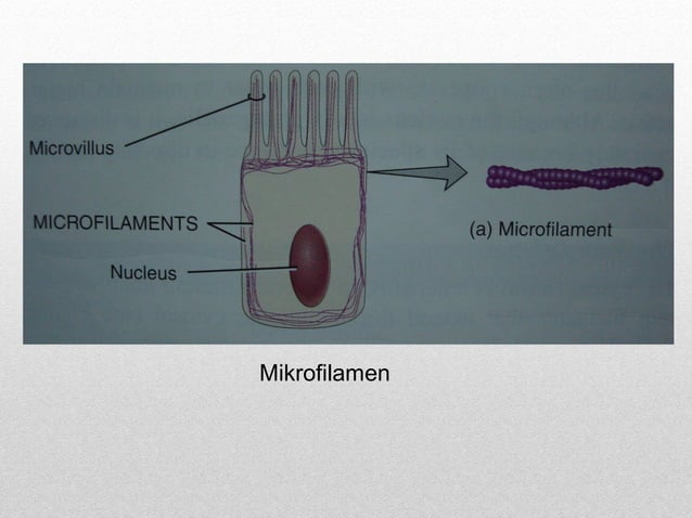 ASAS ANATOMI & FISIOLOGI - Peringkat Sel | PPT