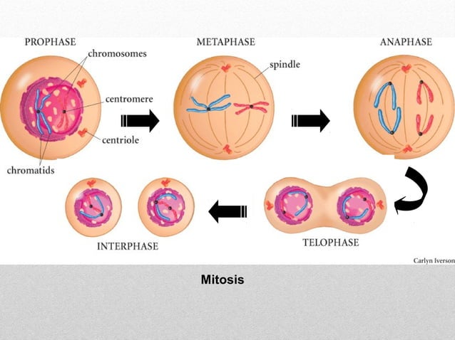 ASAS ANATOMI & FISIOLOGI - Peringkat Sel | PPT