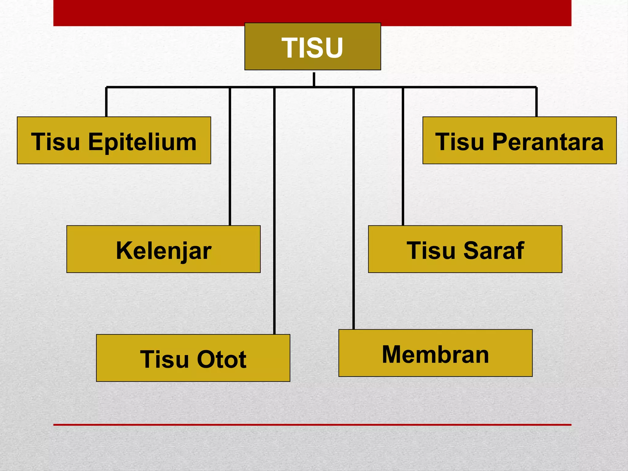 ASAS ANATOMI & FISIOLOGI - Peringkat Tisu | PPT