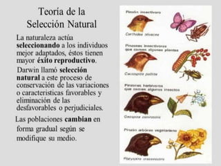 La evolución por selección natural | PPTX