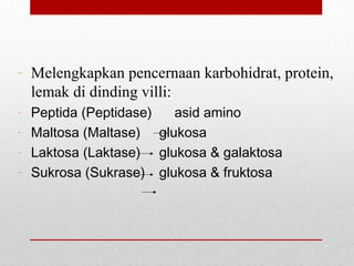 Asas sistem gastrousus | PPT