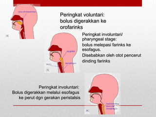 Asas sistem gastrousus | PPT
