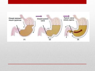 Asas sistem gastrousus | PPT