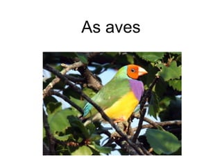 As aves | PPT
