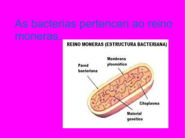 As bacterias e_as_enfermidades | ODP