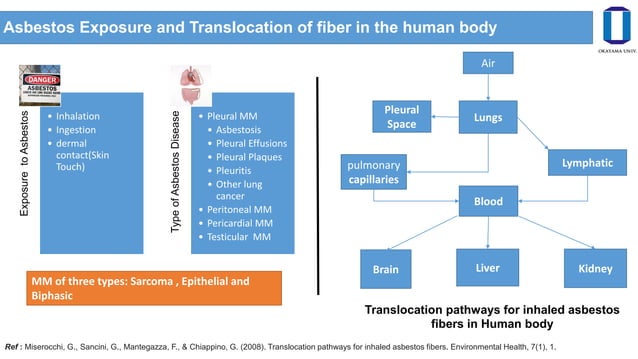 Asbestos bodies formation studies in human lung | PPT