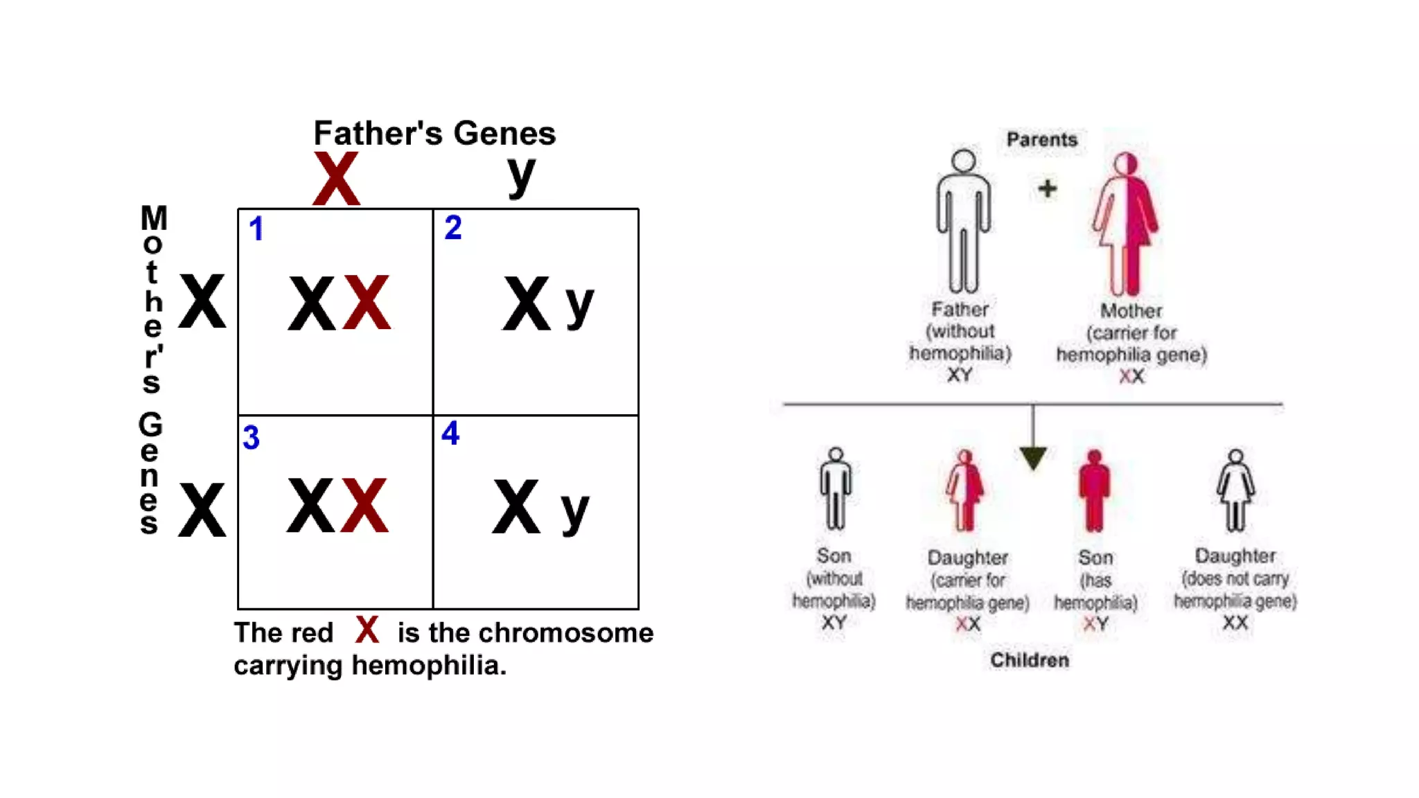 Non-Mendelian Inheritance | PPTX