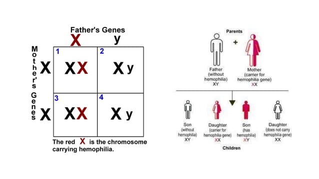 Non-Mendelian Inheritance