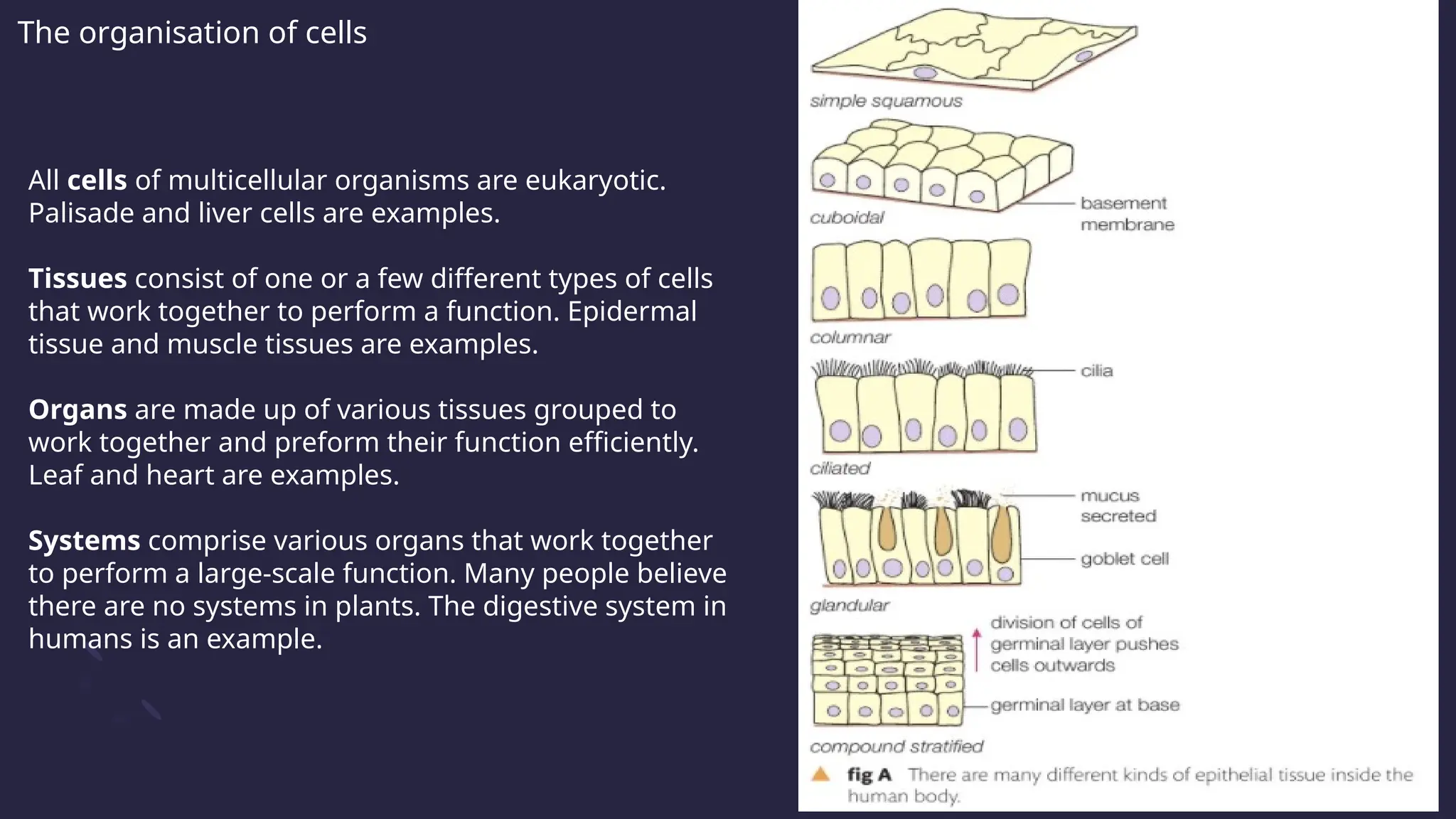 As Bio Cambridge Ch1 cell structure 2025.pptx