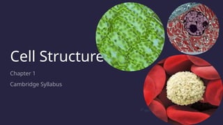 As Bio Cambridge Ch1 cell structure 2025.pptx