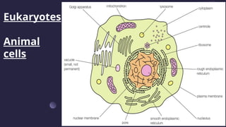 As Bio Cambridge Ch1 cell structure 2025.pptx
