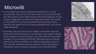 As Bio Cambridge Ch1 cell structure 2025.pptx