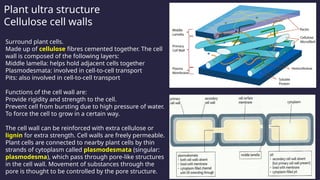 As Bio Cambridge Ch1 cell structure 2025.pptx