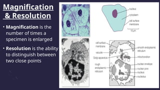 As Bio Cambridge Ch1 cell structure 2025.pptx