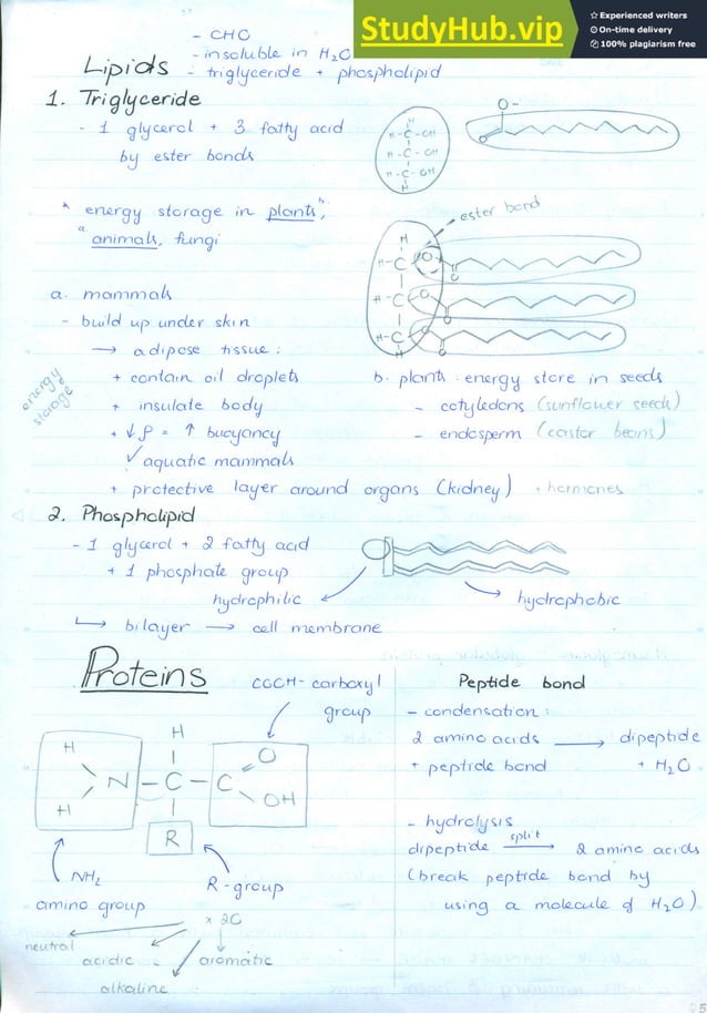 AS Biology All In One Handwritten Notes | PDF