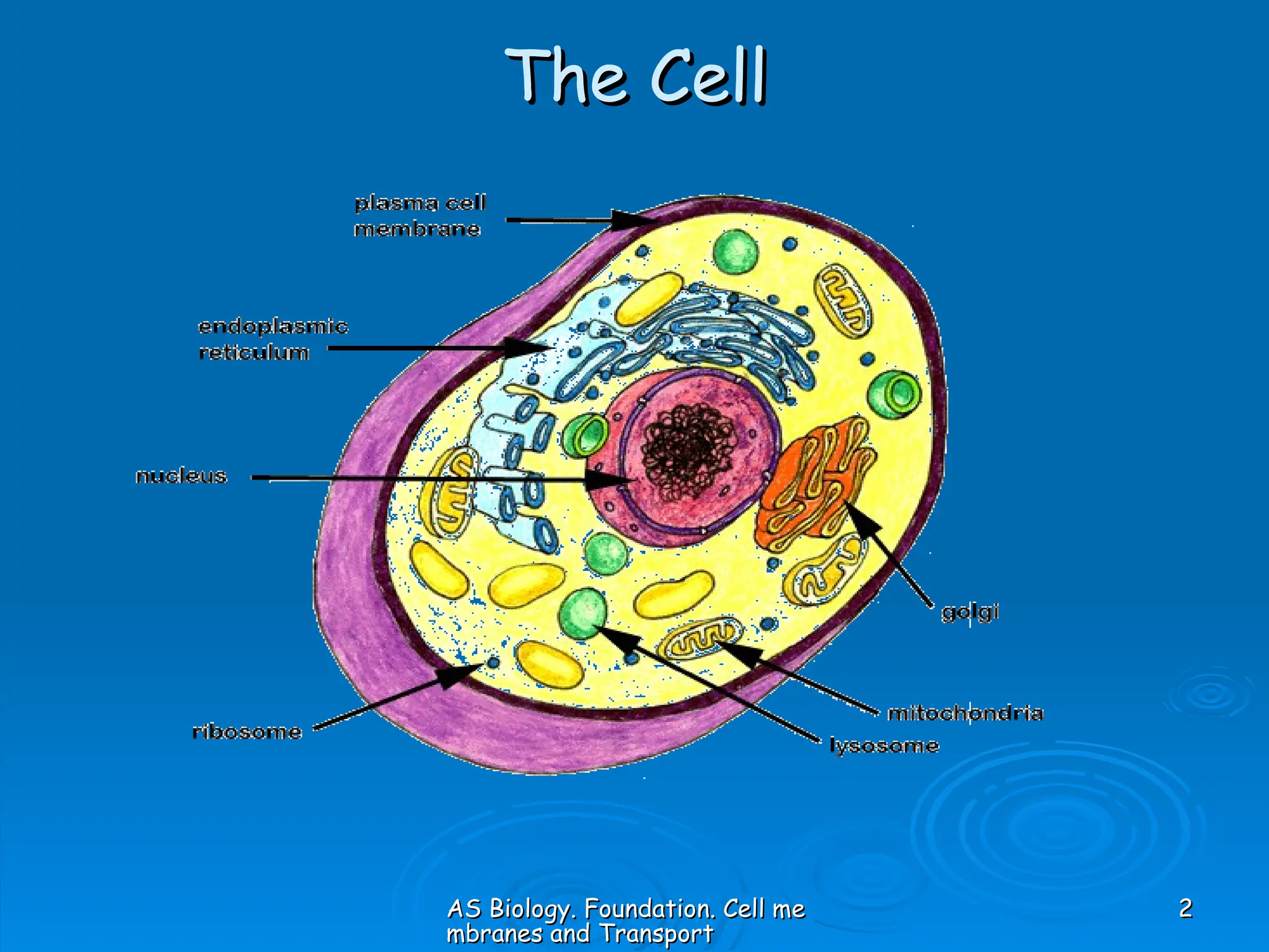 AS Biology cell membranes: organells.ppt