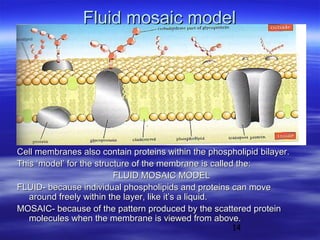 As biology cell membranes colstons | PPT