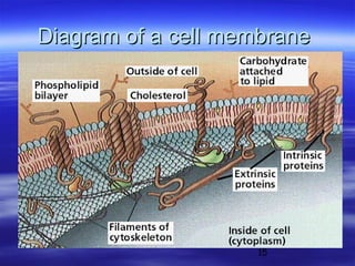 As biology cell membranes colstons | PPT