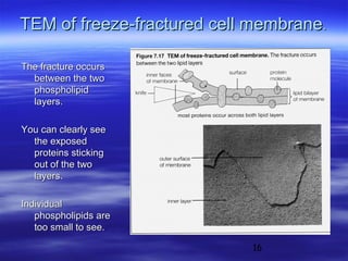 As biology cell membranes colstons | PPT