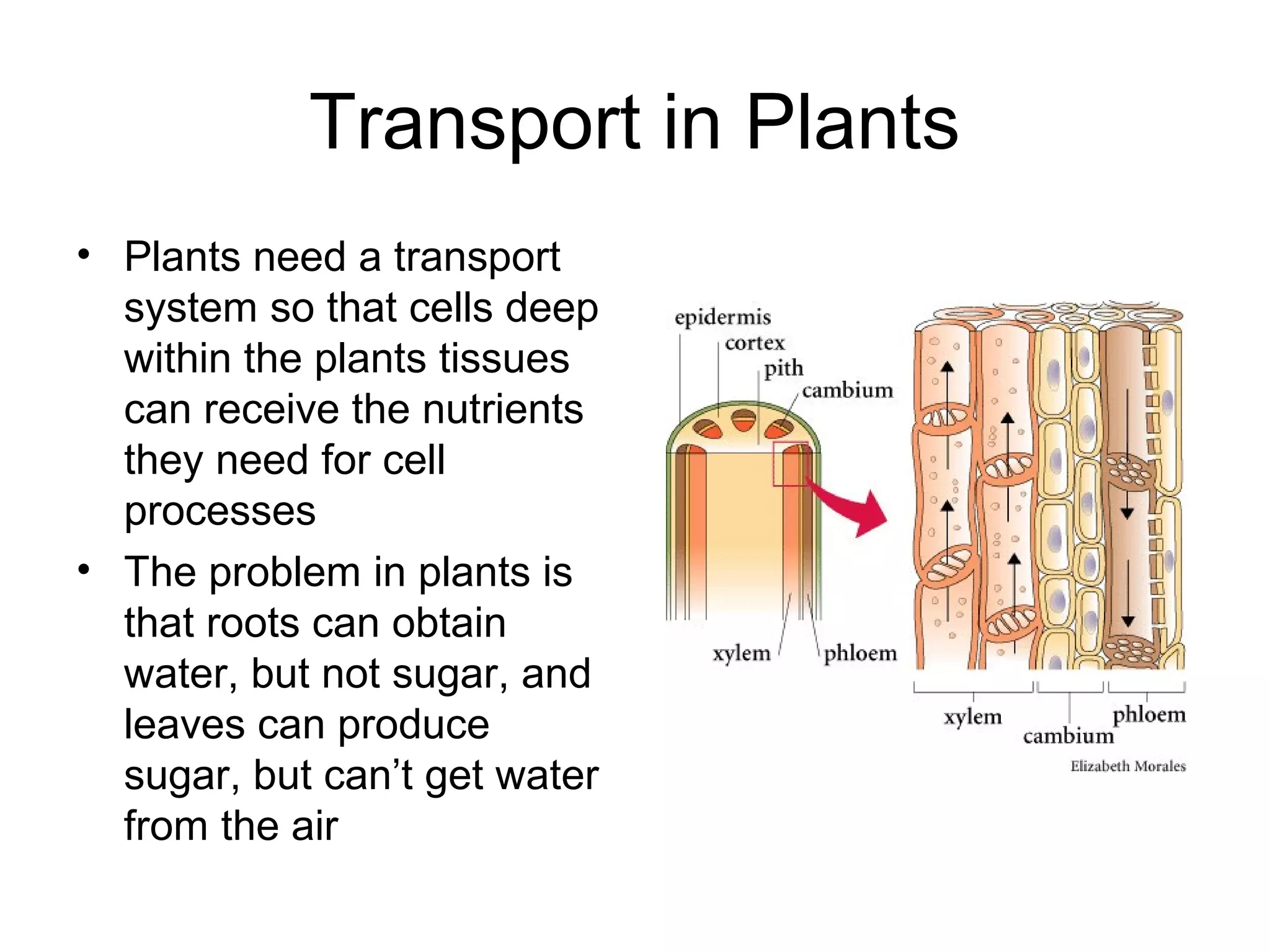 Cambridge AS Biology plant revision | PPT