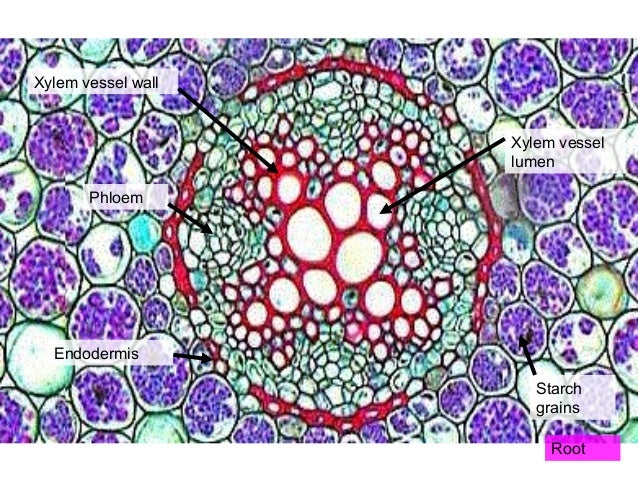 Xylem And Phloem Microscope Zea stem (cross section) vascular bundle vascular tissue ...