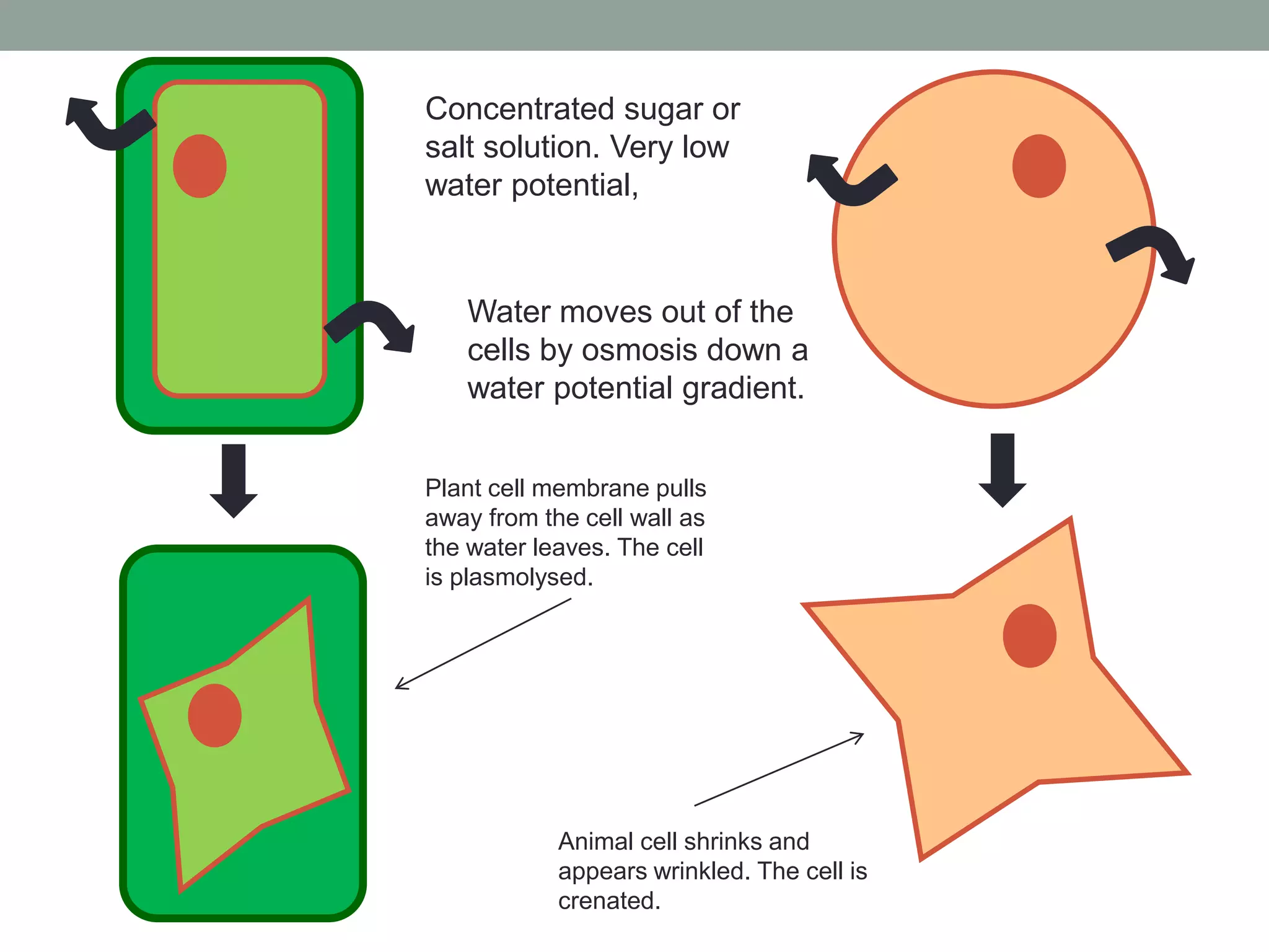 AS Biology, Unit 1 (Module 1) notes (OCR) | PPTX