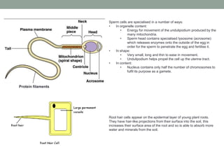 AS Biology, Unit 1 (Module 1) notes (OCR) | PPTX