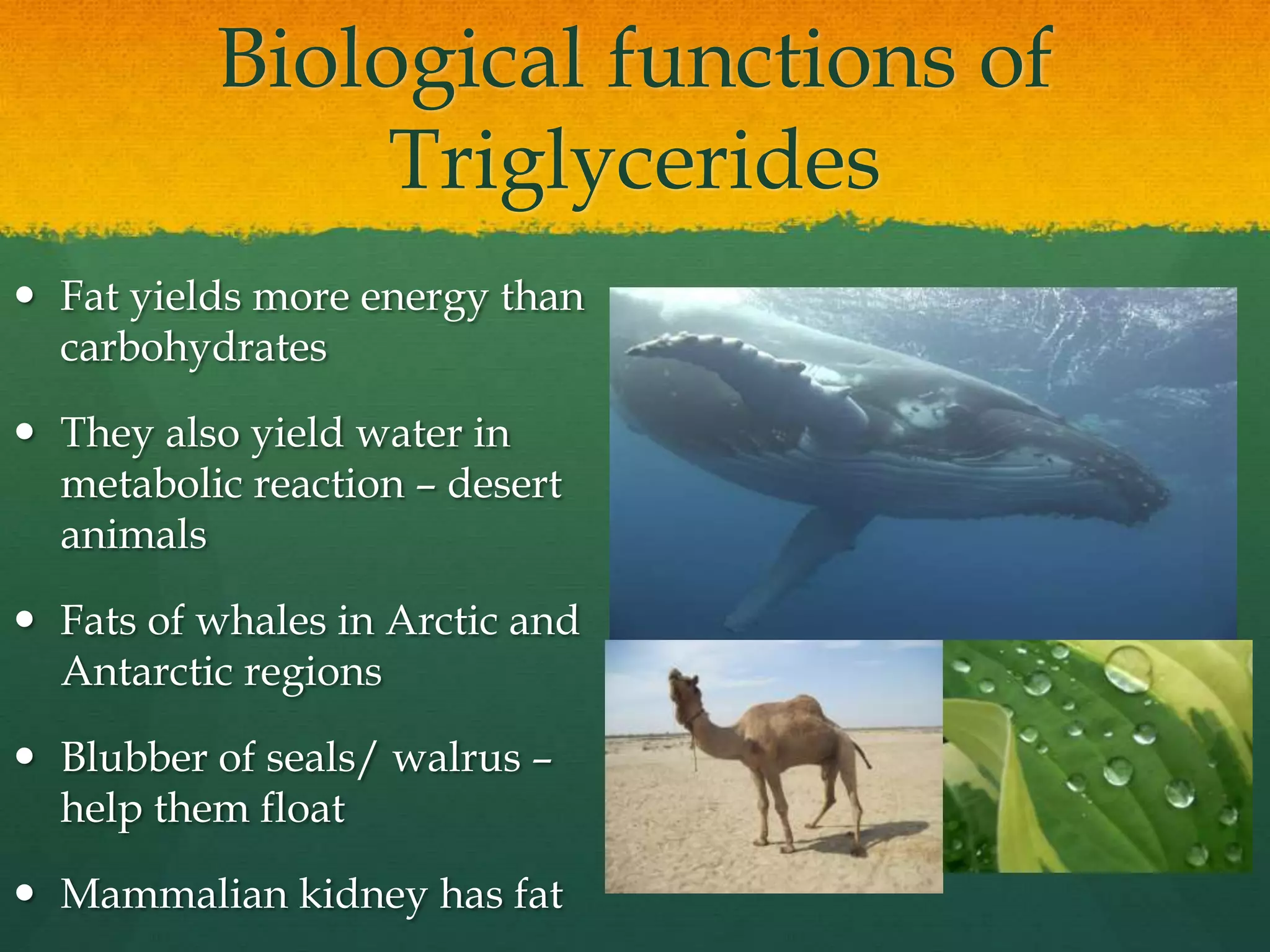 AS Level Biology - 1) Biological Molecules | PPTX