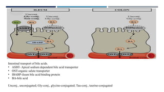 ASBT m pharm 2nd sem computer aided drug delivery | PPT
