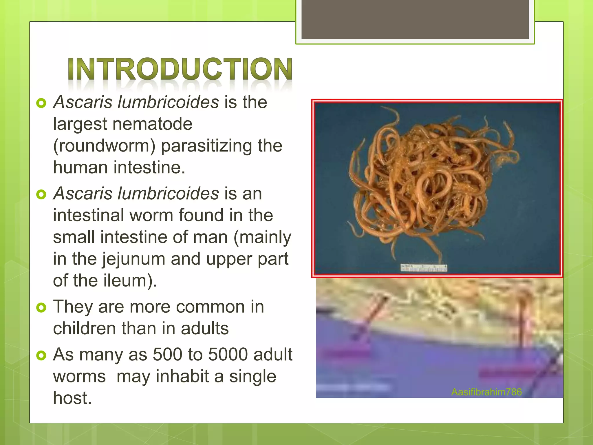 Ascariasis by Asif Ibrahim | PPT