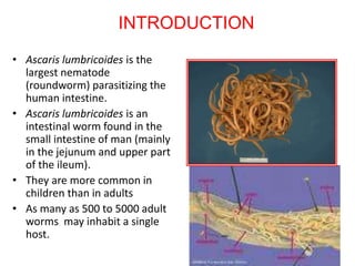 Ascariasis | PPTX | Digestive Disorders | Diseases and Conditions