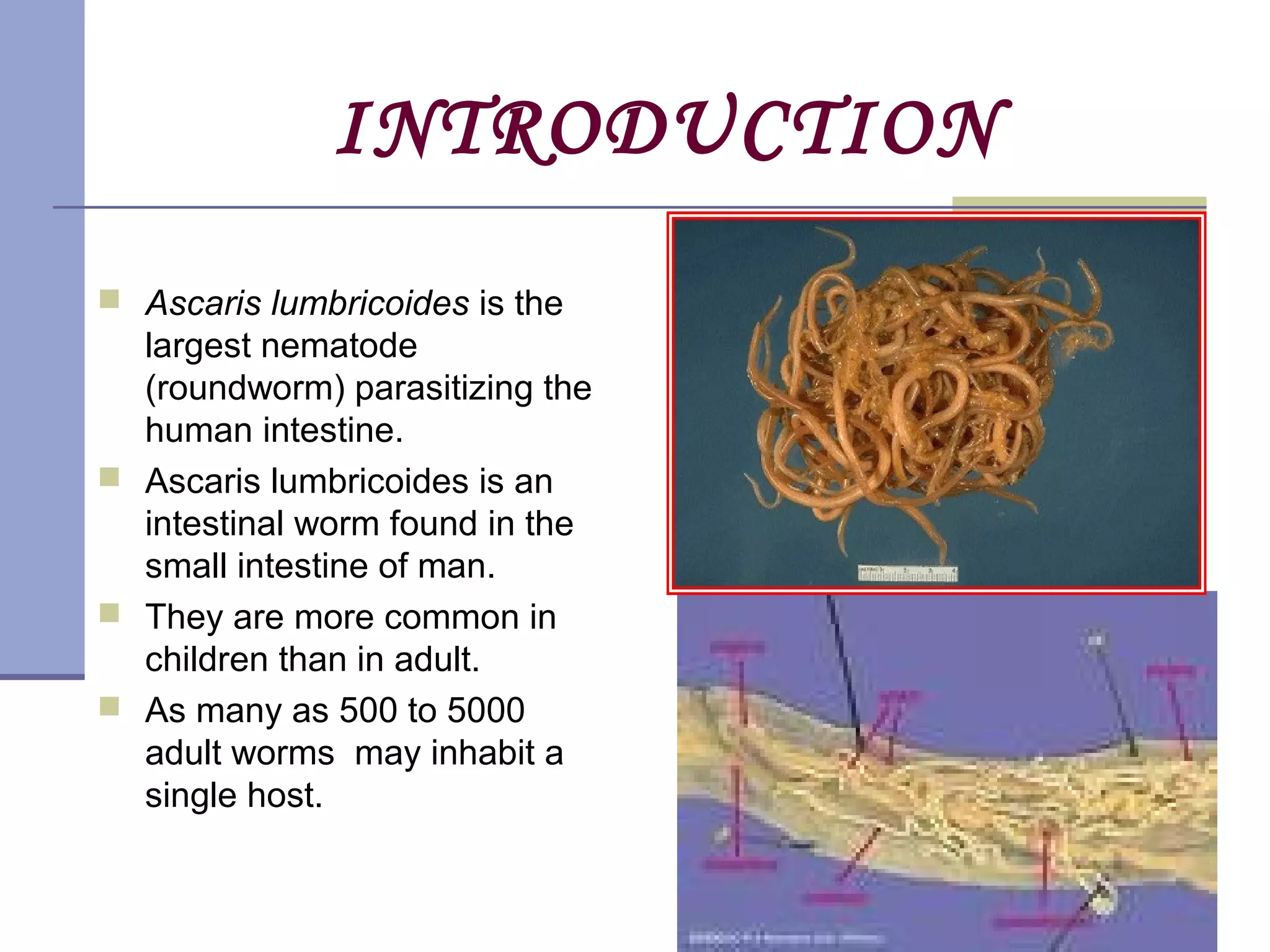 Ascariasis | PPT
