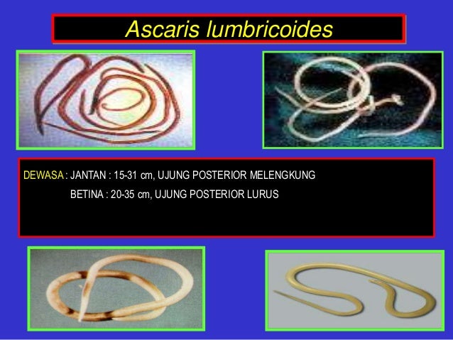Siklus Hidup Ascaris Lumbricoides Cacing Perut