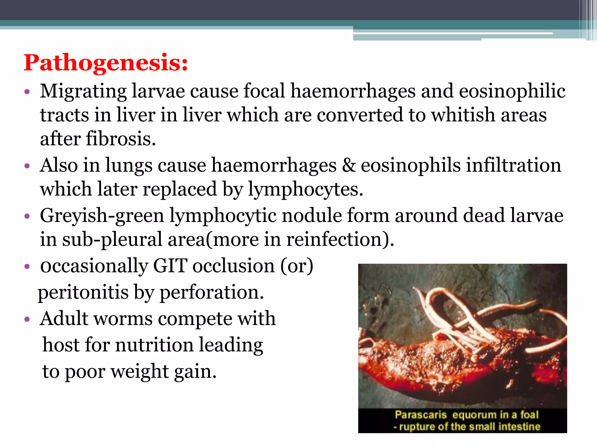 Ascariasis in domestic animals | PPTX