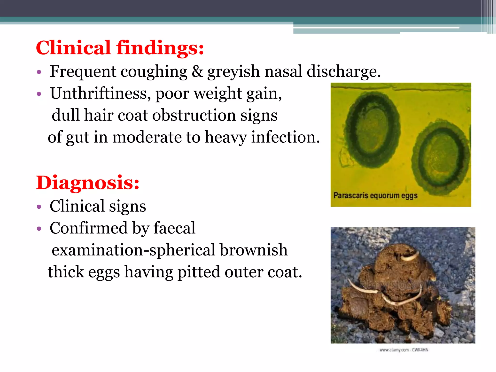 Ascariasis in domestic animals | PPTX
