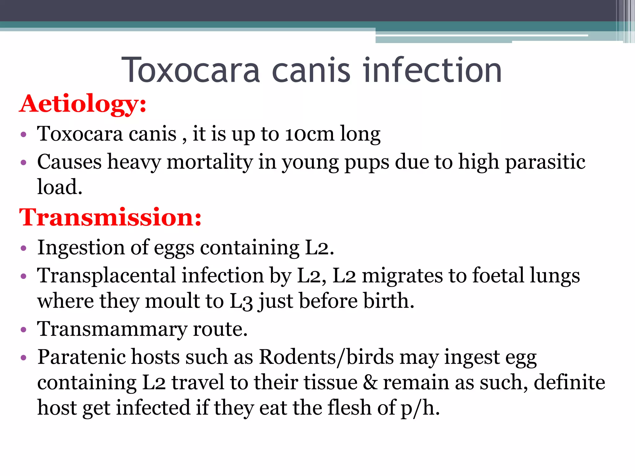 Ascariasis in domestic animals | PPTX