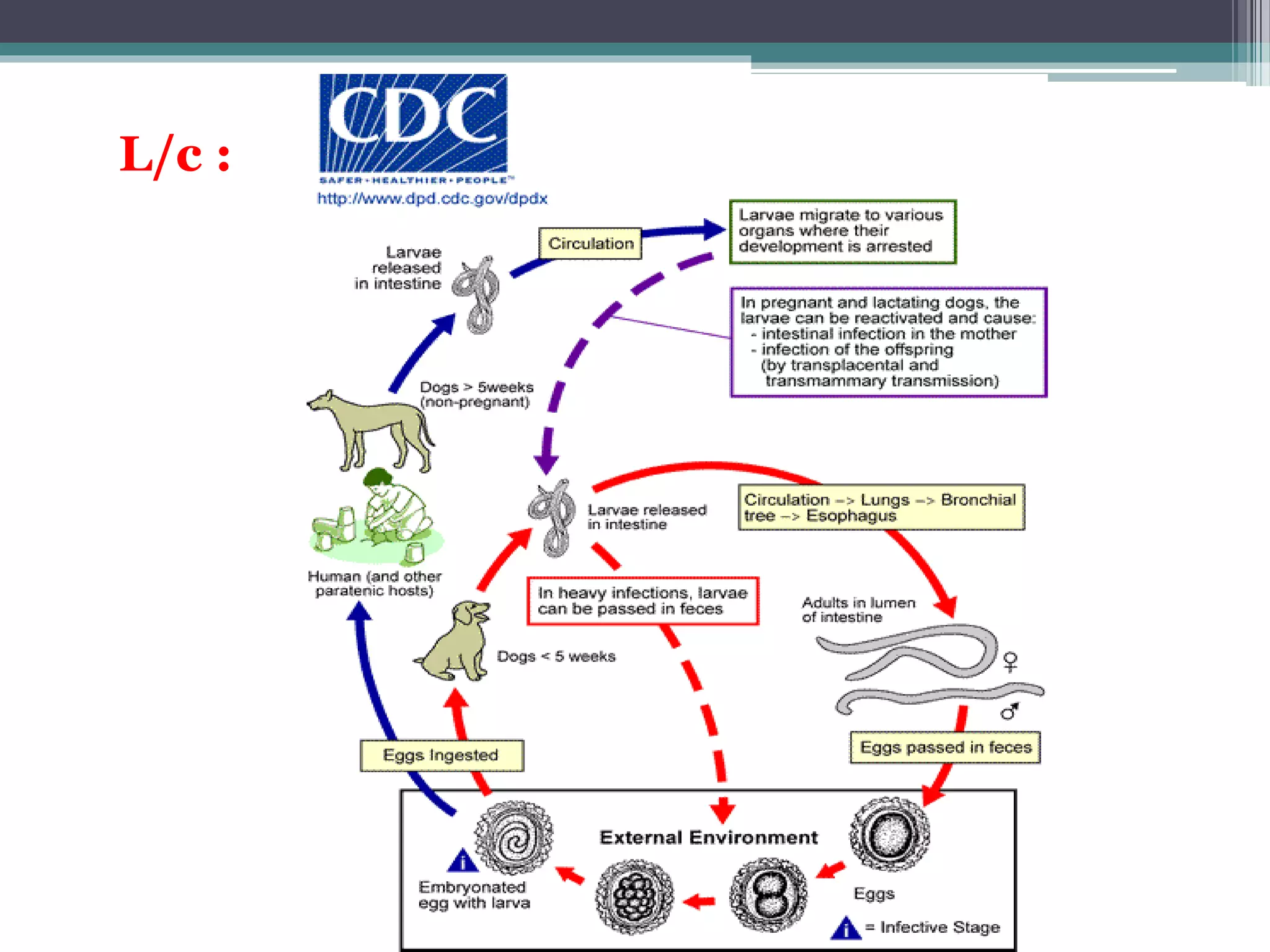 Ascariasis in domestic animals | PPTX