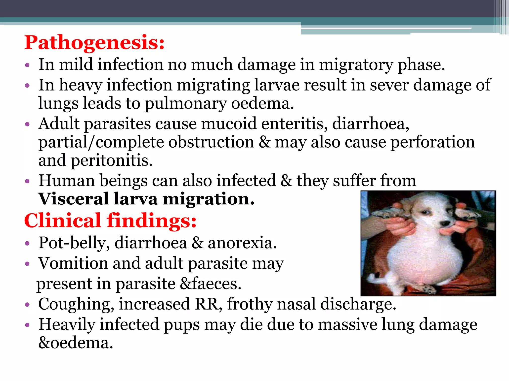 Ascariasis in domestic animals | PPTX