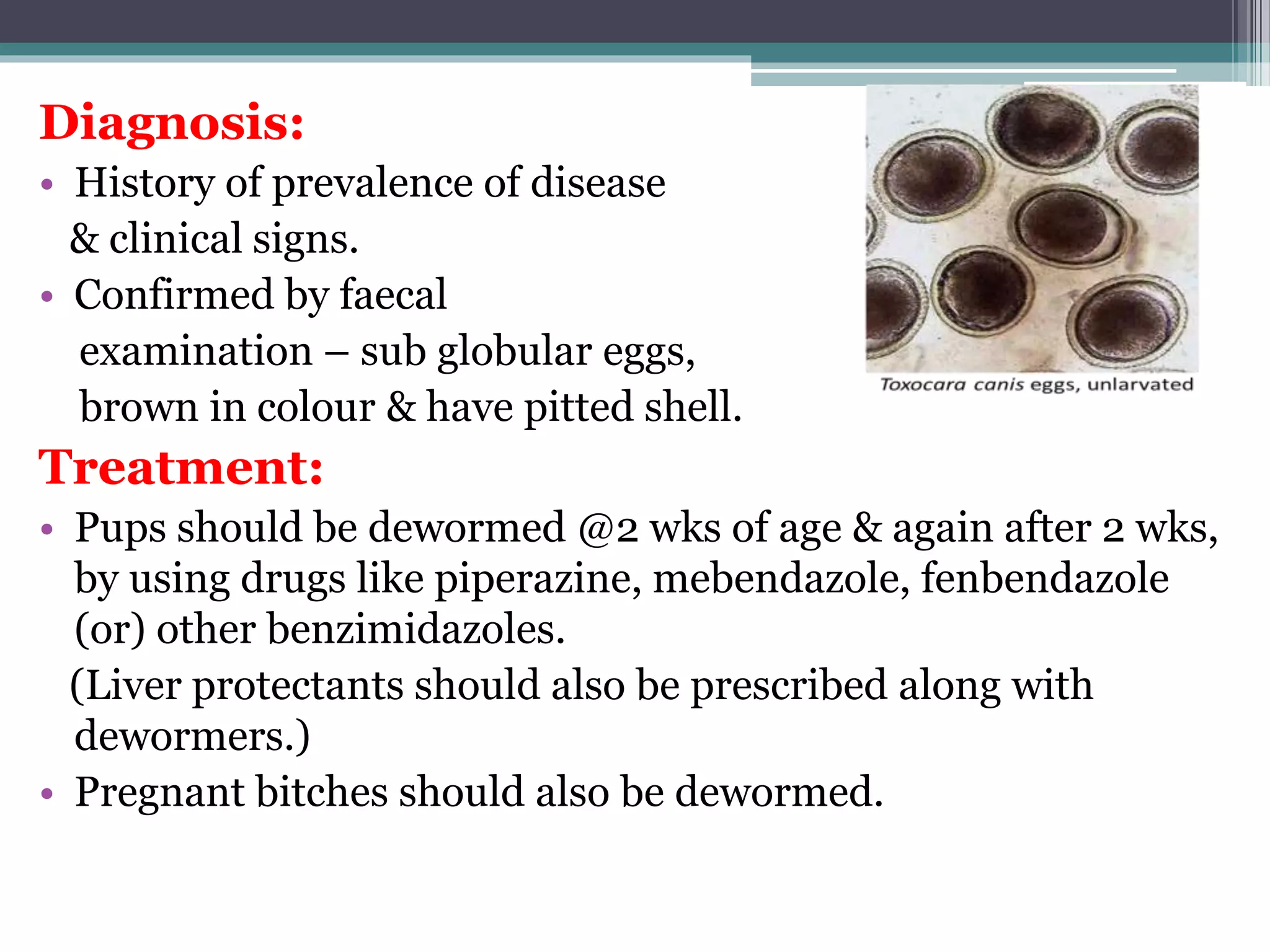Ascariasis in domestic animals | PPTX