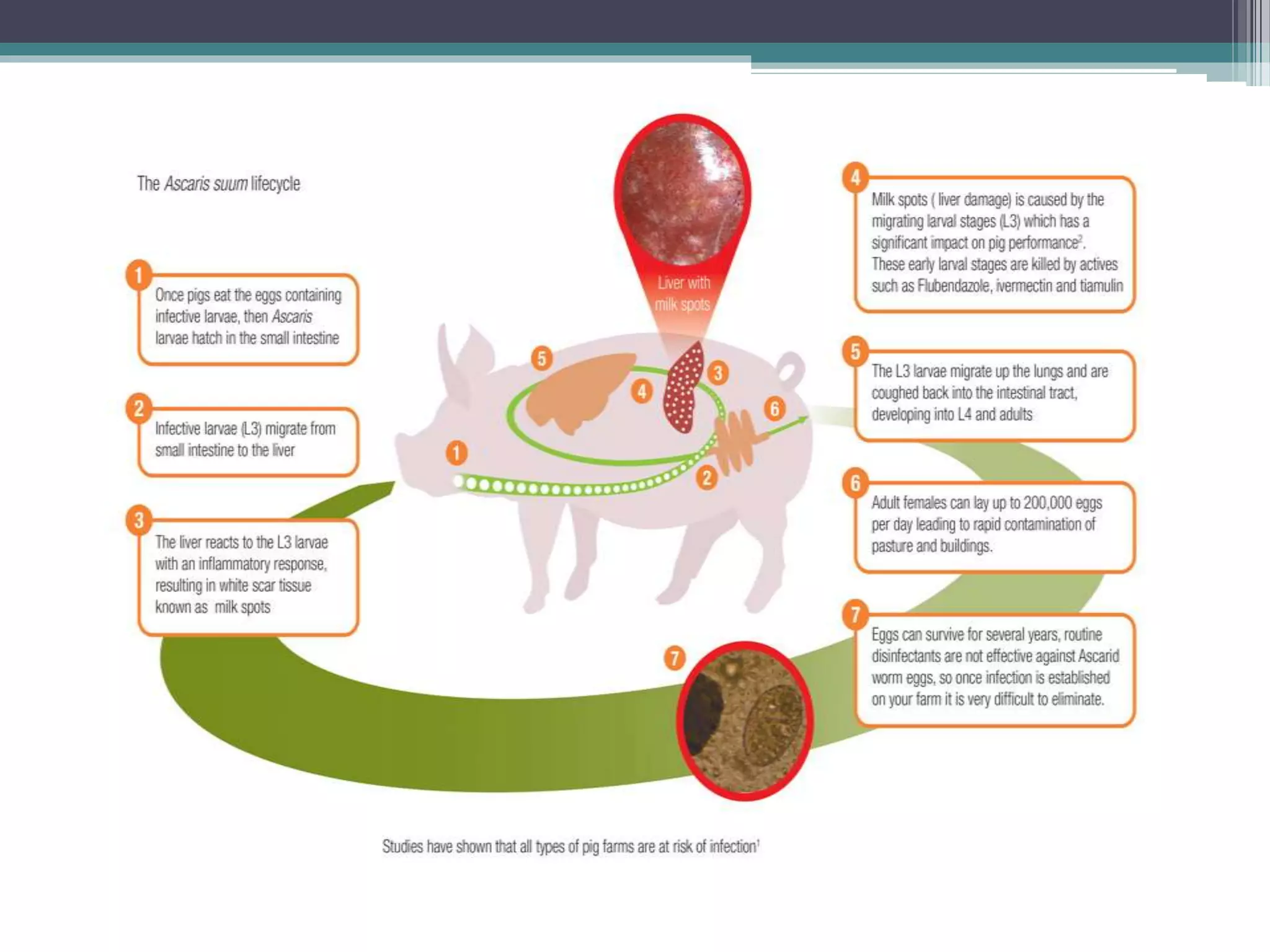Ascariasis in domestic animals | PPTX