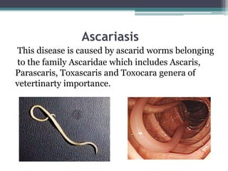 Ascariasis in domestic animals | PPTX