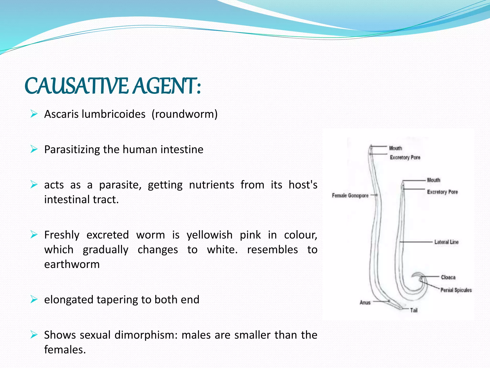 Ascariasis | PPTX | Digestive Disorders | Diseases and Conditions