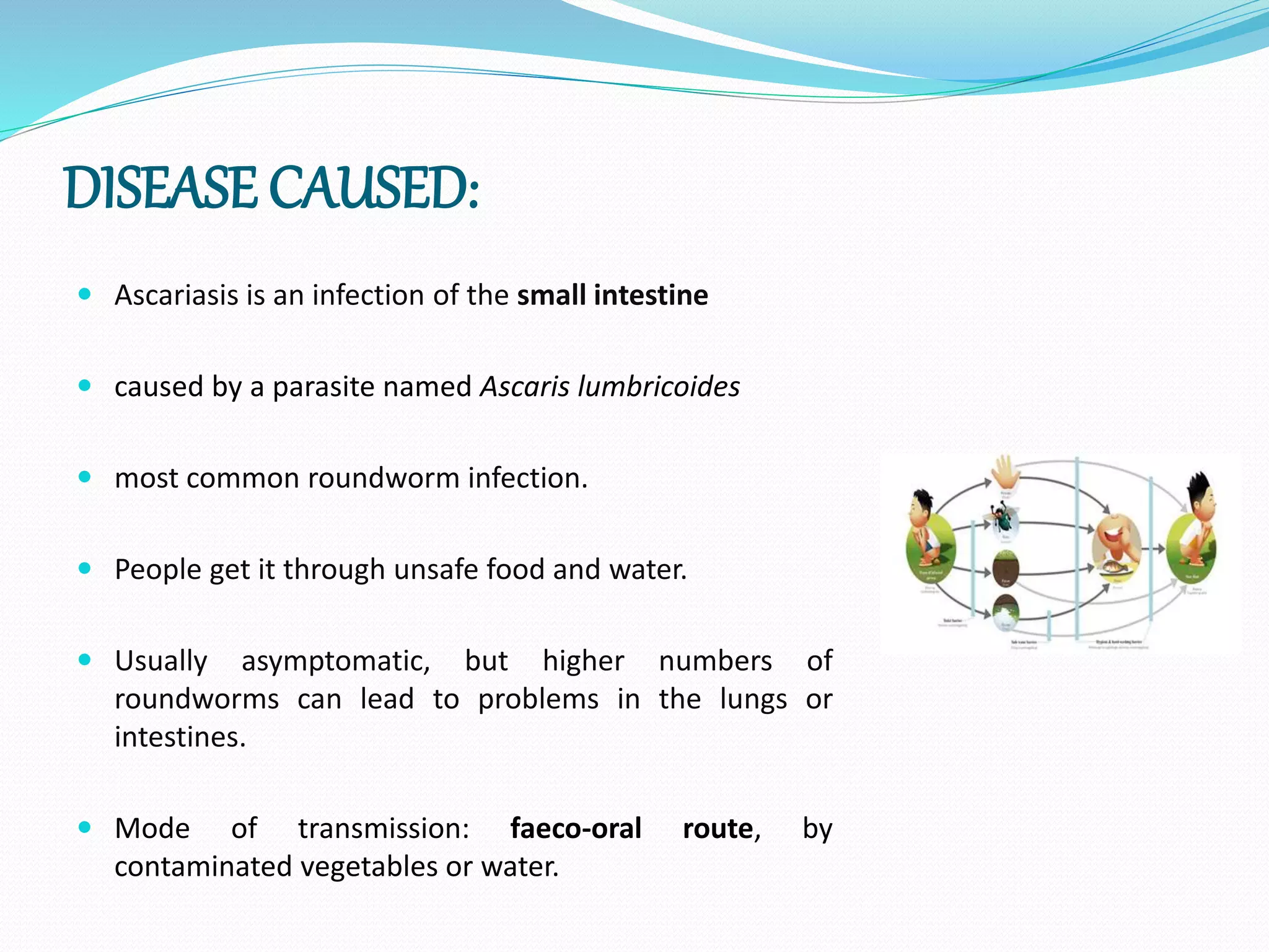 Ascariasis | PPTX | Digestive Disorders | Diseases and Conditions