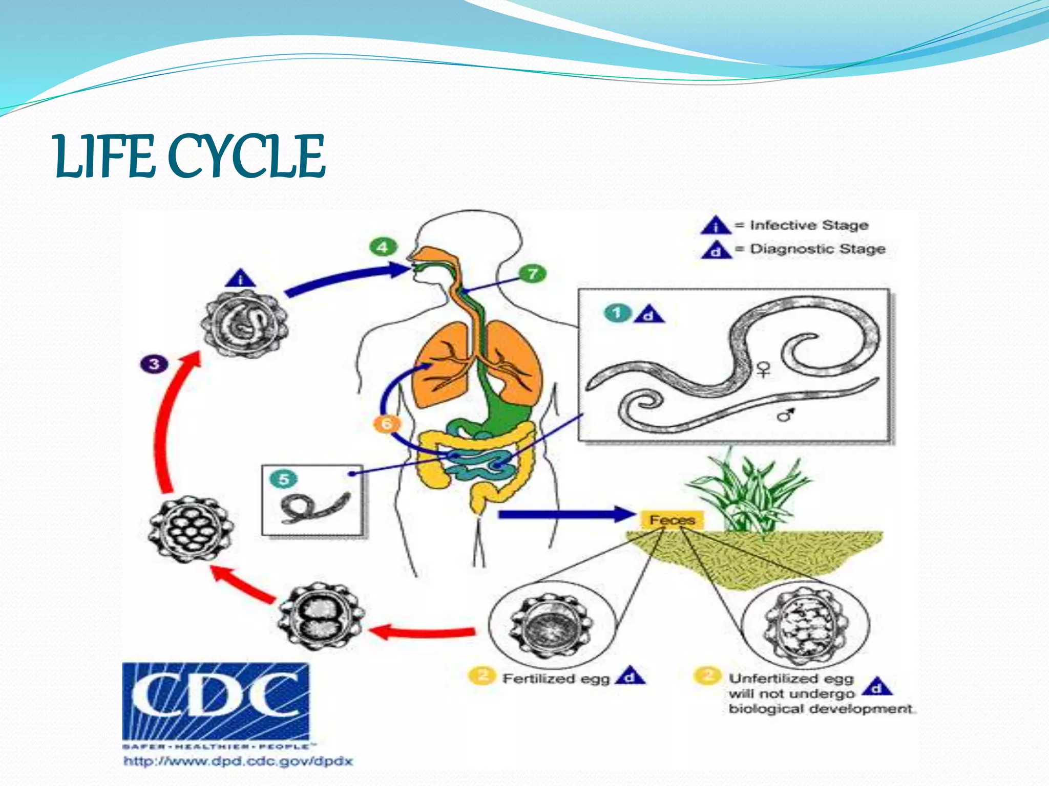 Ascariasis | PPTX | Digestive Disorders | Diseases and Conditions