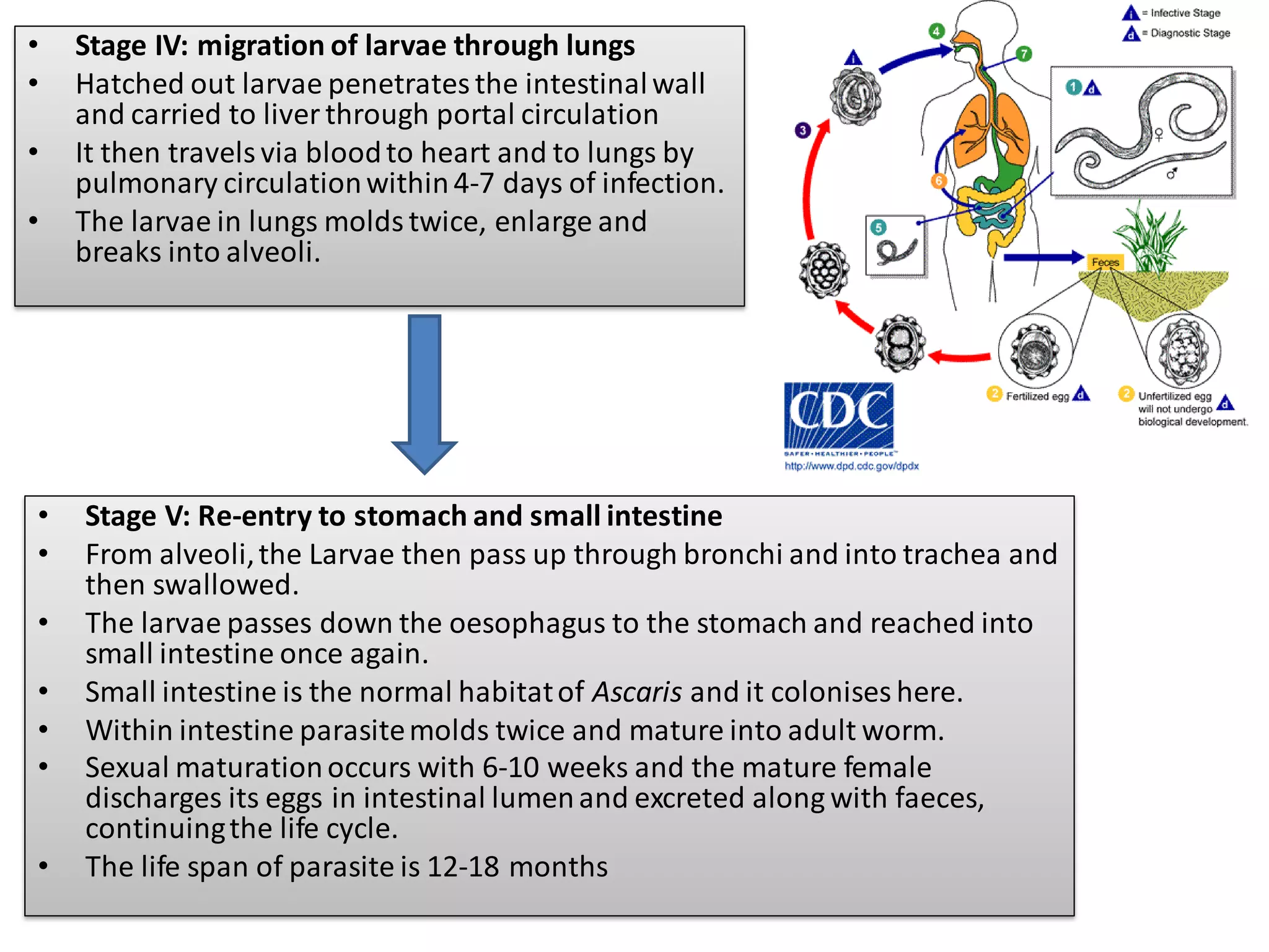 Ascariasis- Roundworm Infection | PDF